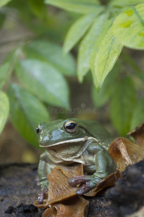 Dumpy Frog, Tree Frog, Papua Green Tree Frog Stock Photo - Image of ...