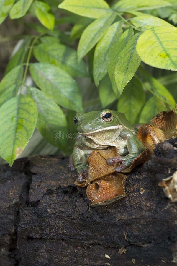 Dumpy Frog, Tree Frog, Papua Green Tree Frog Stock Photo - Image of ...