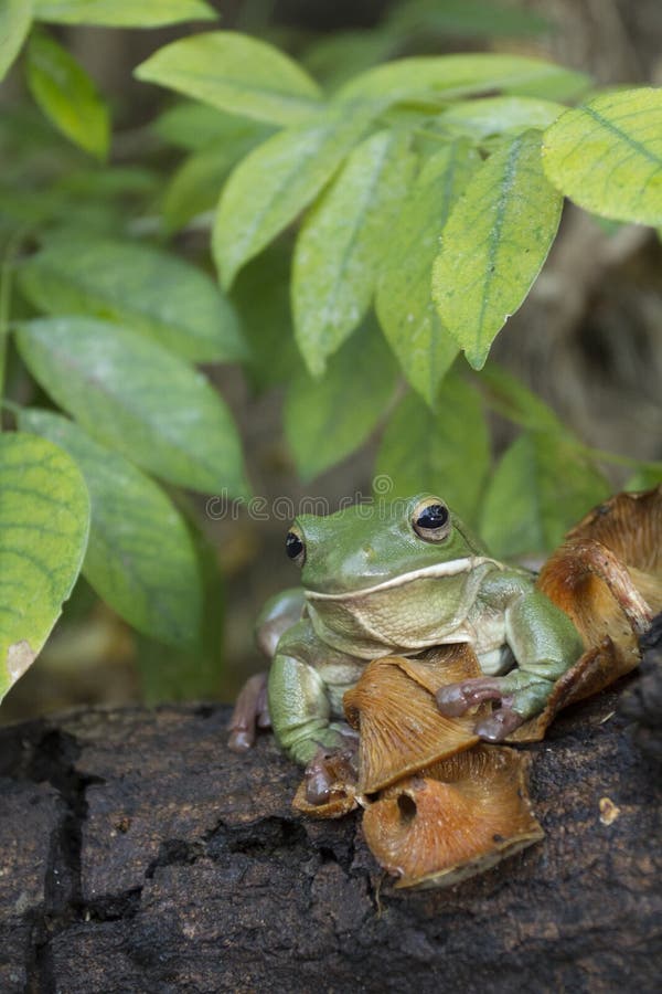 Dumpy Frog, Tree Frog, Papua Green Tree Frog Stock Image - Image of ...