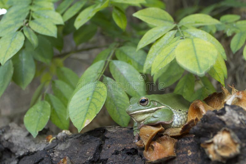 Dumpy Frog, Tree Frog, Papua Green Tree Frog Stock Photo - Image of ...