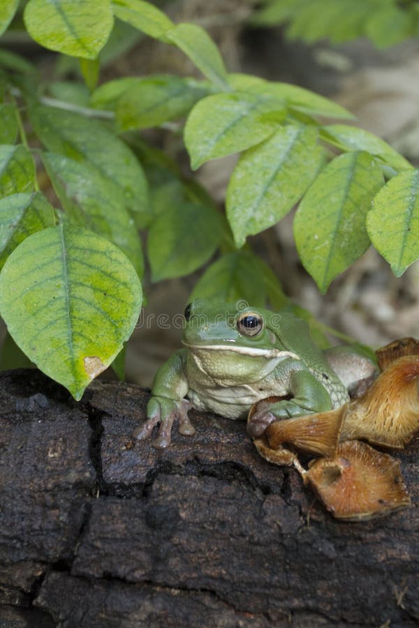 Dumpy Frog, Tree Frog, Papua Green Tree Frog Stock Image - Image of ...