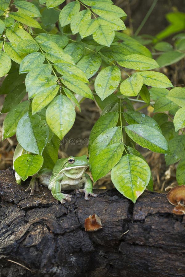 Dumpy Frog, Tree Frog, Papua Green Tree Frog Stock Photo - Image of ...