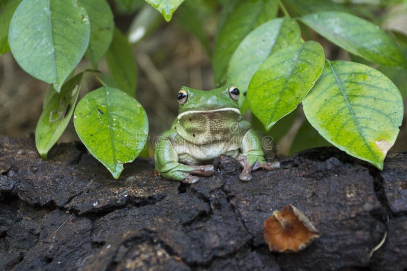 Dumpy Frog, Tree Frog, Papua Green Tree Frog Stock Photo - Image of ...