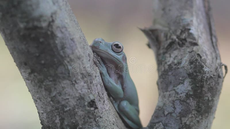 Dumpy Tree Frog or White S Tree Frog Isolated on White Background Stock ...