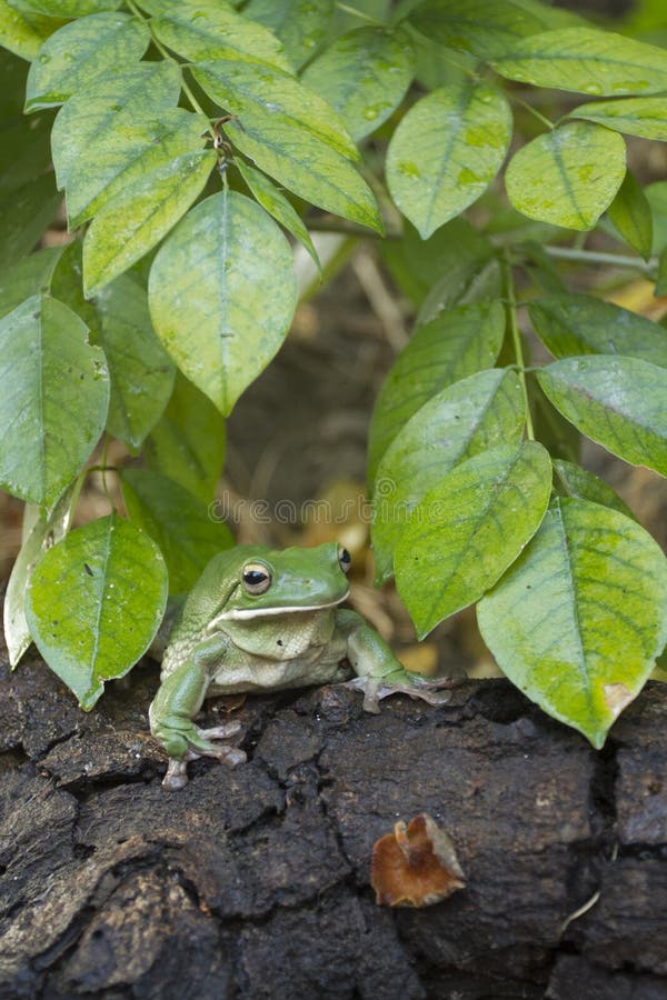 Dumpy Frog, Tree Frog, Papua Green Tree Frog Stock Photo - Image of ...