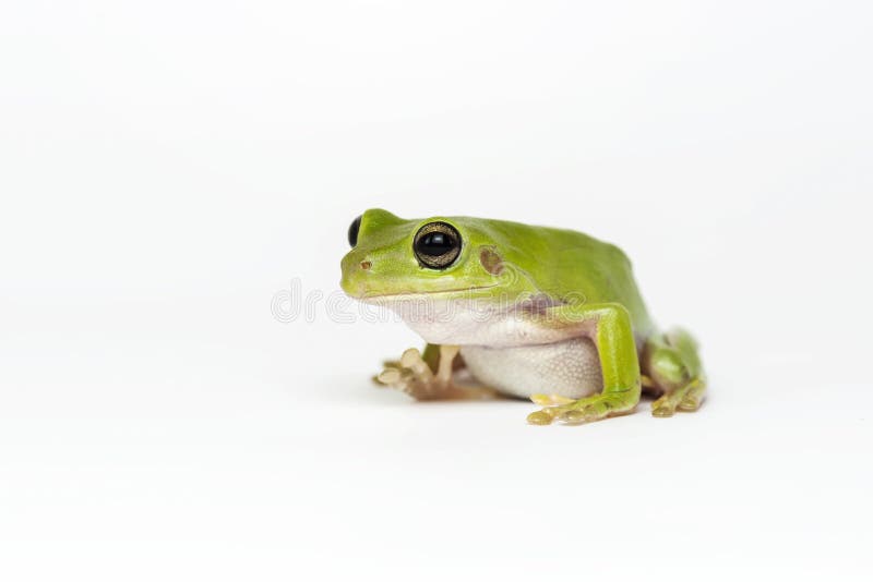 Dumpy Frog, Posing from the Front Stock Image - Image of frogposing ...