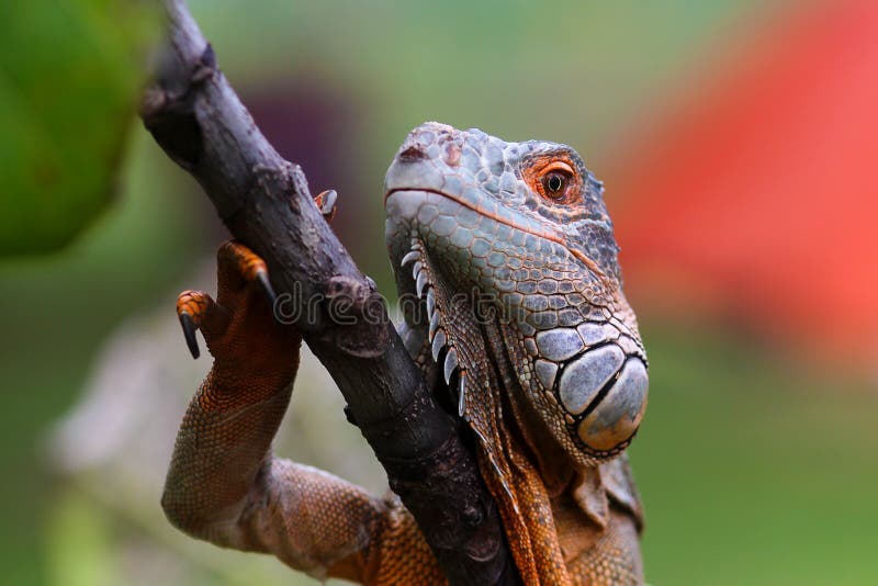 Dumpy Frogs and Iguanas on Tree Branches Stock Image - Image of ...