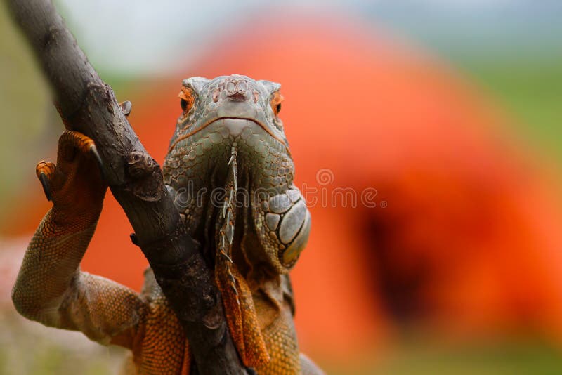 Dumpy Frogs and Iguanas on Tree Branches Stock Image - Image of green ...