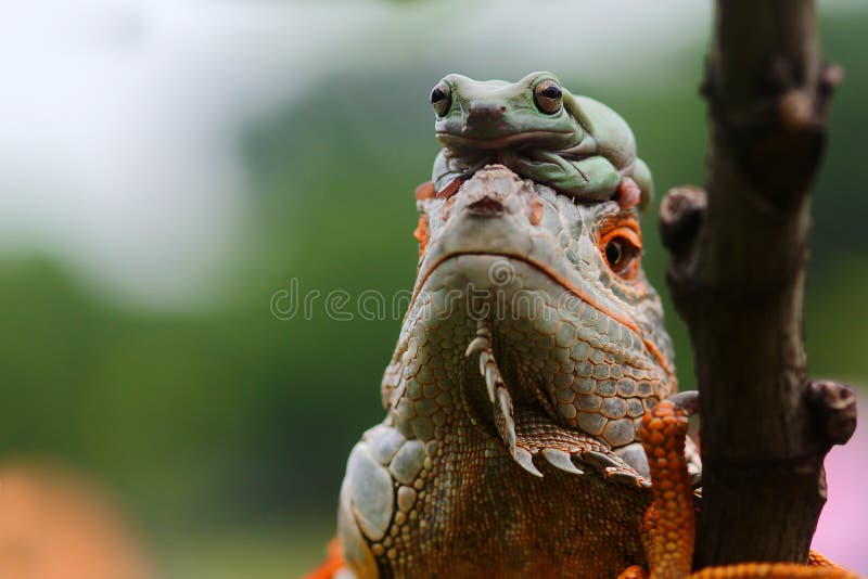 Dumpy Frogs and Iguanas on Tree Branches Stock Photo - Image of animal ...