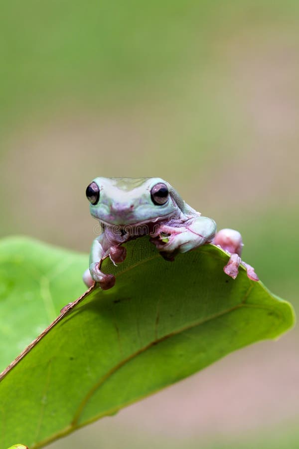 Dumpy Frogs, Dumpy Frogs on the Leaves Stock Photo - Image of jakarta ...