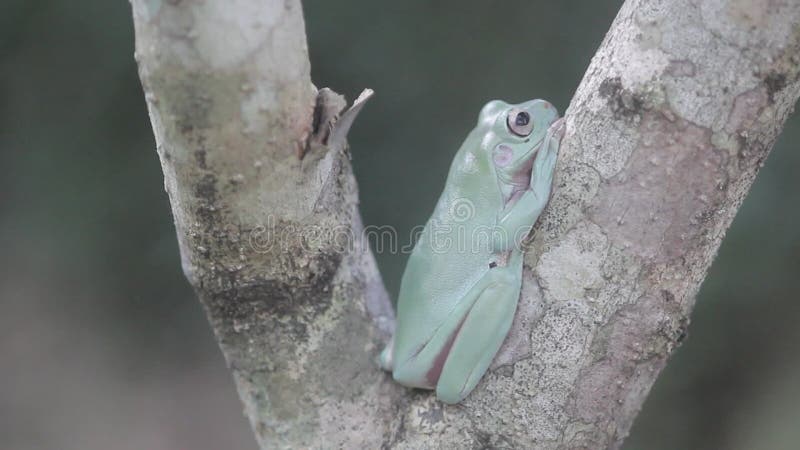 Dumpy Tree Frog or White S Tree Frog Isolated on White Background Stock ...