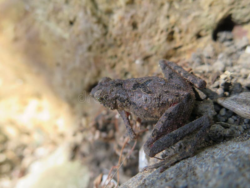 Cross toad exotic wildlife stock photo. Image of reptile - 229105342