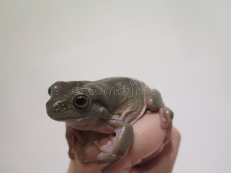 Dumpy Snow Frog Tree Exotic Wildlife Stock Image - Image of fish ...