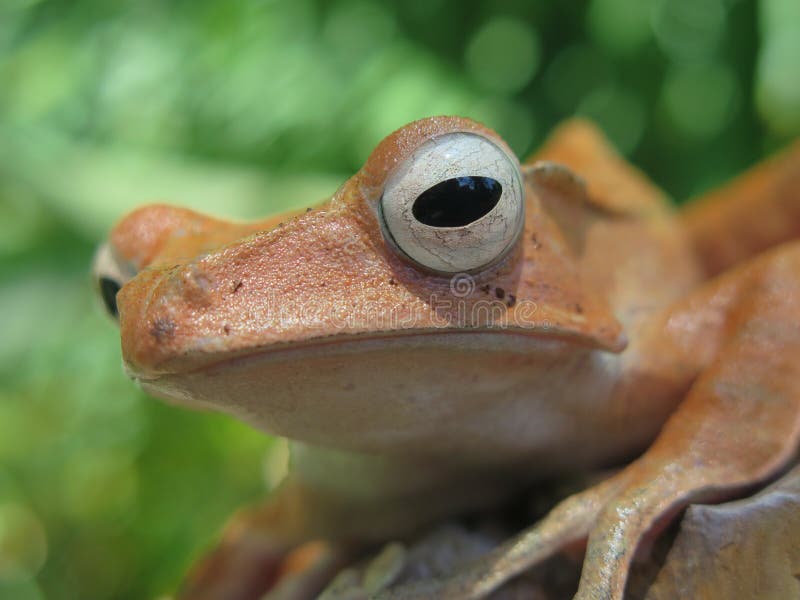 Giant tree frog stock image. Image of insect, toad, frog - 229105501