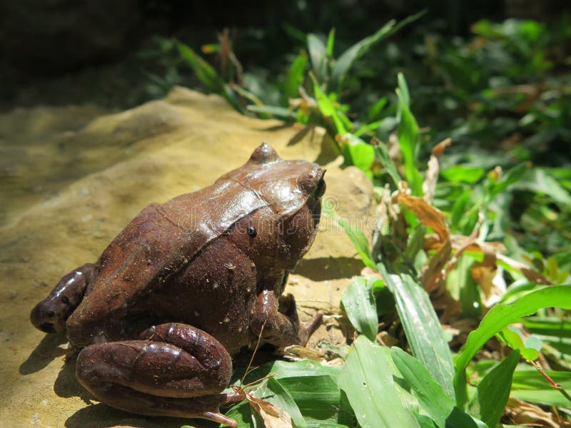 Javanese Horned Frog Exotic Wildlife Leaf Stock Image - Image of lizard ...