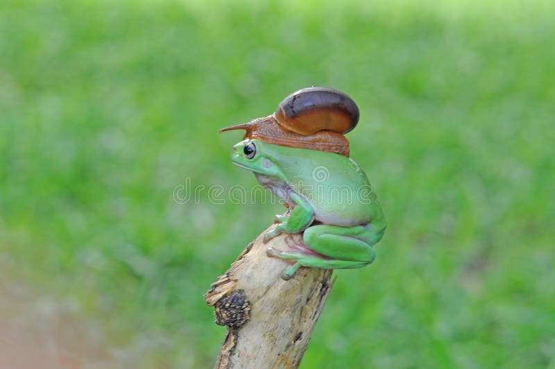 Dumpy tree frog stock image. Image of animals, frog - 122487481