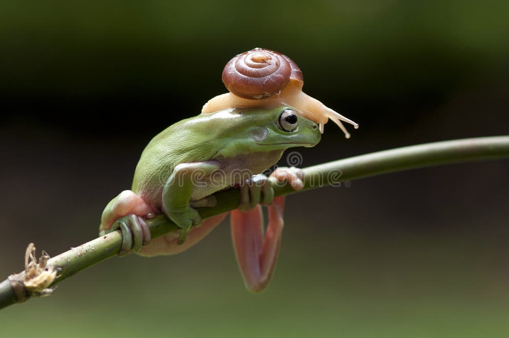 Dumpy tree frog stock image. Image of dumpy, macro, frogs - 122487759