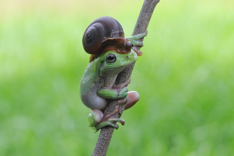Dumpy tree frog stock image. Image of dumpy, animals - 122488263