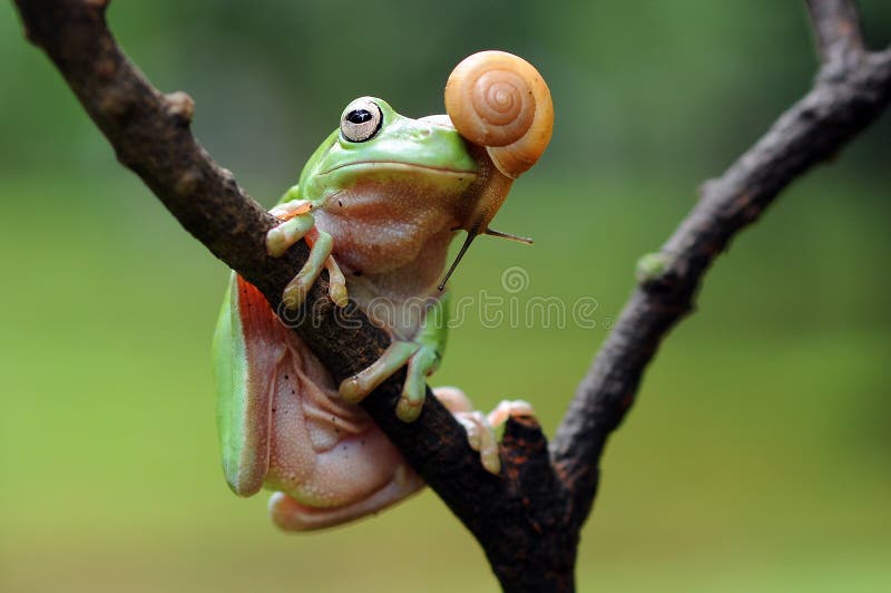 Dumpy tree frog stock image. Image of tree, frogs, macro - 122488535