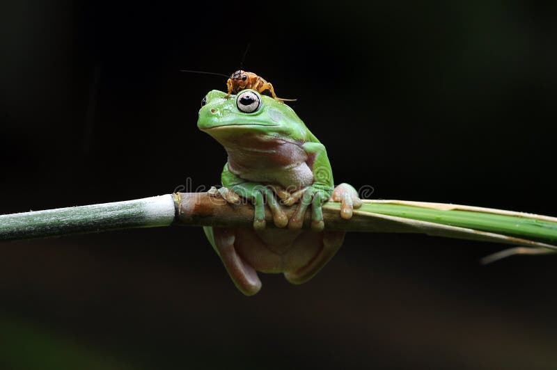 Dumpy tree frog stock photo. Image of fighting, betta - 122489736