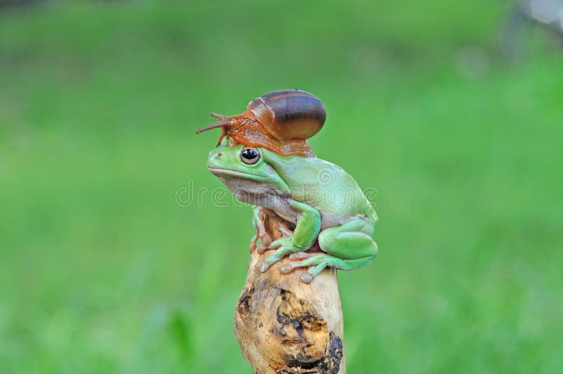 Dumpy tree frog stock image. Image of frog, animal, animals - 122487645