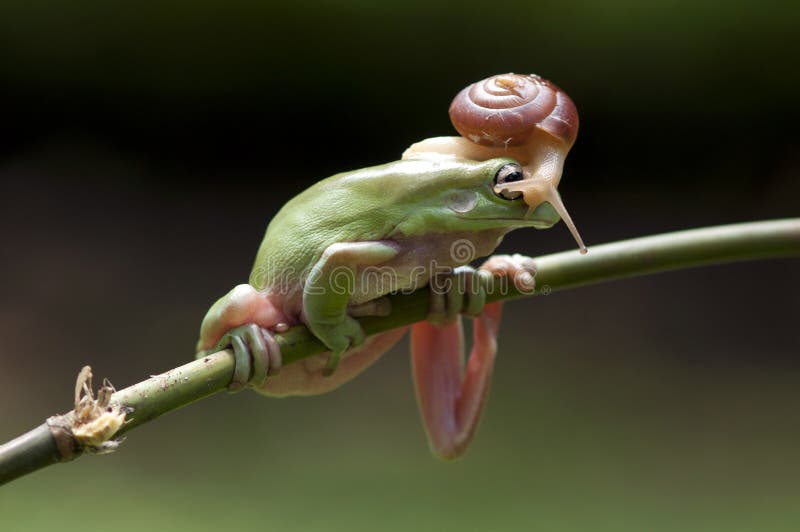 Dumpy tree frog stock photo. Image of frogs, macro, animals - 122487862