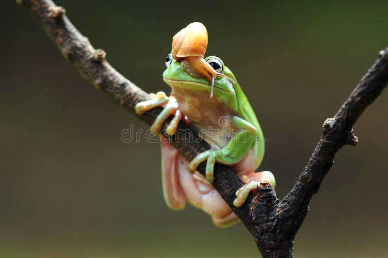 Dumpy tree frog stock photo. Image of animal, amphibians - 122488458