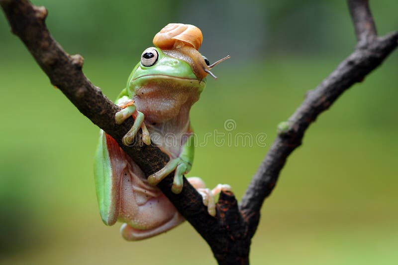 Dumpy tree frog stock image. Image of frog, macro, dumpy - 122488629