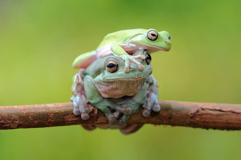 Dumpy tree frog stock photo. Image of walking, baby - 122475634
