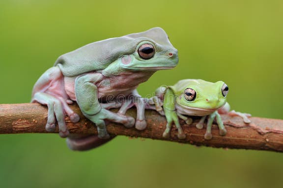 Dumpy tree frog stock image. Image of snail, tree, crocodile - 122475673