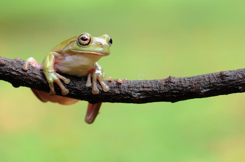 Dumpy tree frog stock photo. Image of tree, frogs, reptile - 122475710