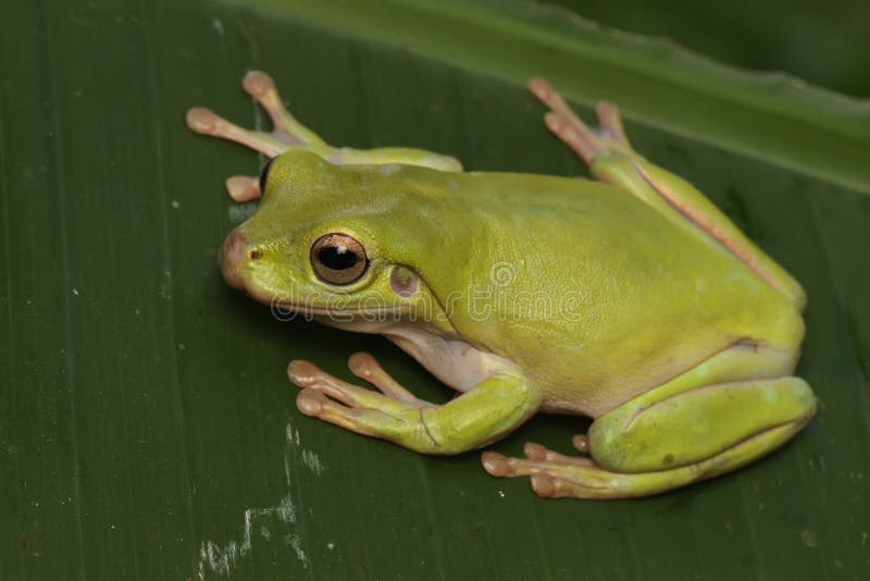 A Dumpy Tree Frog is Looking for Prey in the Bushes. Stock Image ...