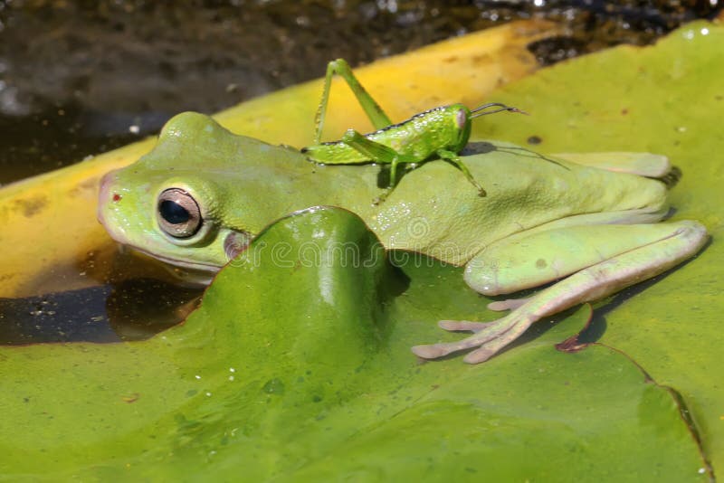 A Dumpy Tree Frog is Looking for Prey in the Bushes. Stock Photo ...
