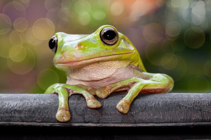 Dumpy tree Frog pose stock image. Image of invertebrate - 182890127