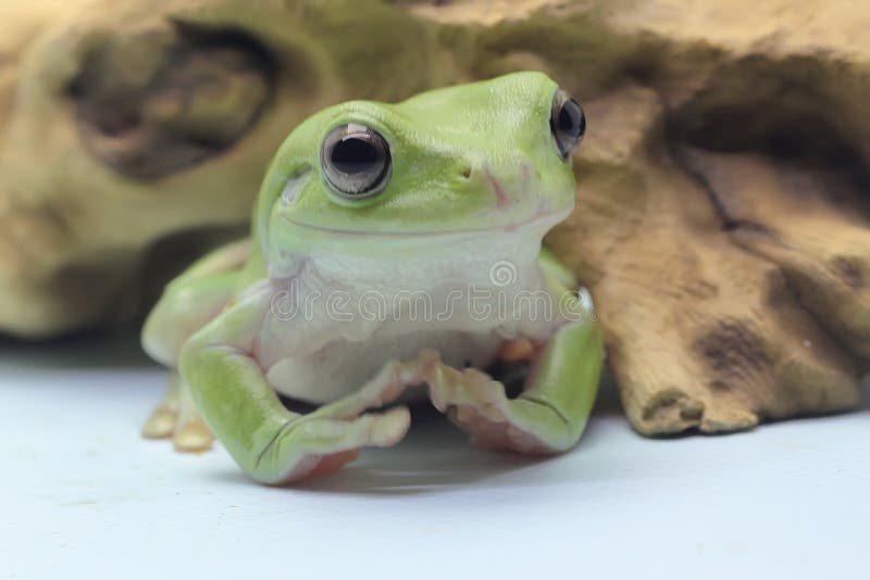 A Dumpy Tree Frog is Resting on a Pink Anthurium Flower. Stock Photo ...