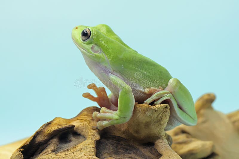 Two Dumpy Tree Frogs Resting on a Bunch of Young Palms. Stock Image ...