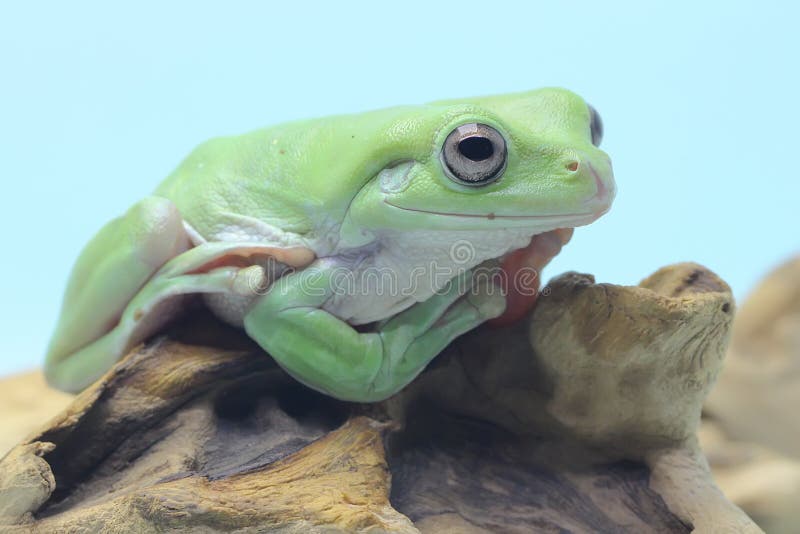 A Dumpy Tree Frog Resting with Two Snails on a Rotting Log. Stock Image ...