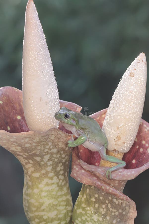 Two Dumpy Tree Frogs Resting on a Bunch of Young Palms. Stock Image ...
