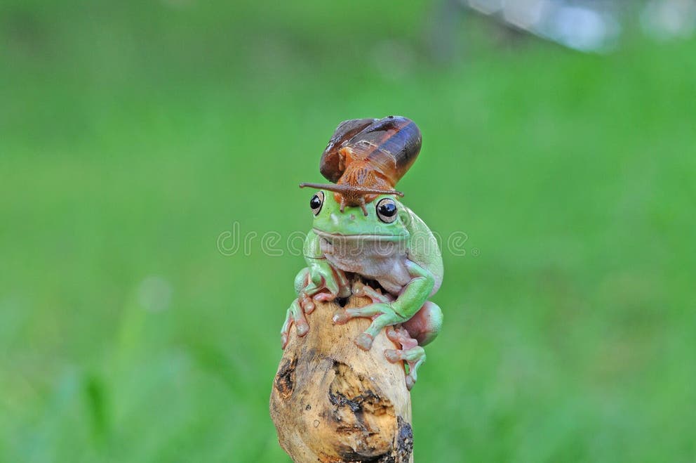 Dumpy tree frog stock photo. Image of frog, dumpy, tree - 122487728