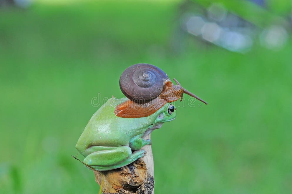 Dumpy tree frog stock photo. Image of amphibians, dumpy - 122487736