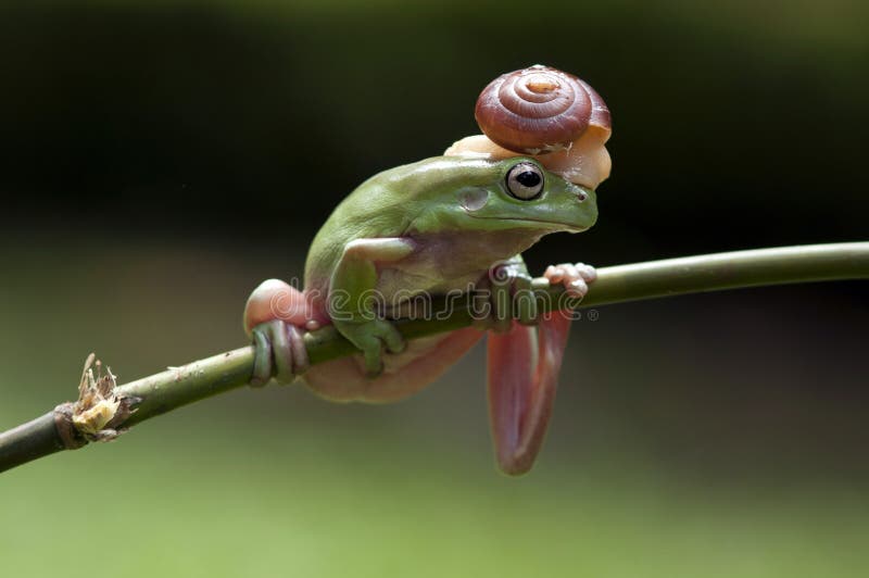Dumpy tree frog stock image. Image of frog, frogs, macro - 122487949
