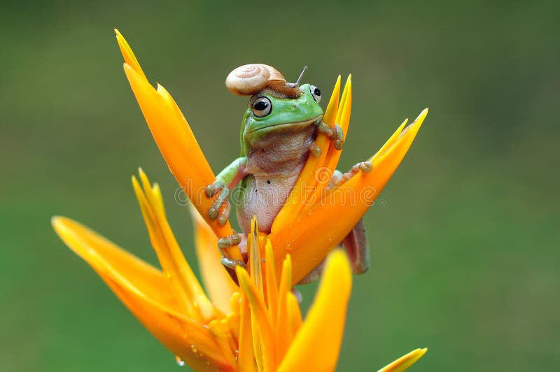Dumpy tree frog stock image. Image of animal, frogs - 122488895