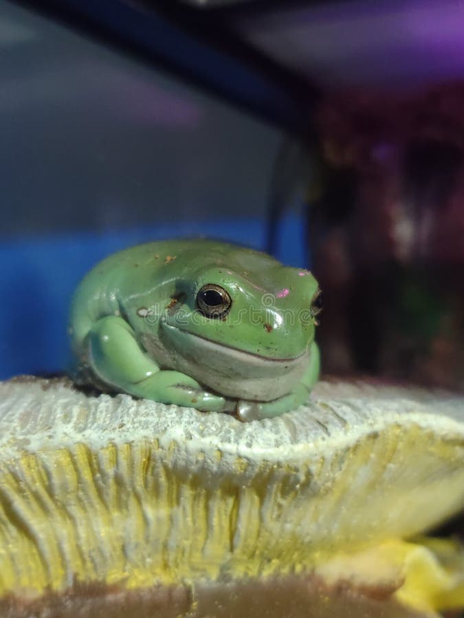 Dumpy Tree Frog stock image. Image of tree, white, frog - 242094643