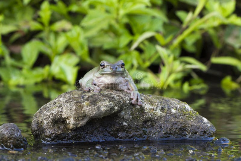 Dumpy Tree Frog or White S Tree Frog on the Wildlife Stock Photo ...