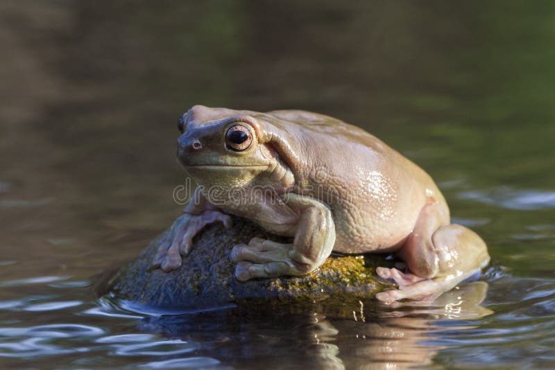 Dumpy Tree Frog or White S Tree Frog on the Wildlife Stock Photo ...