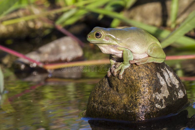 Dumpy Tree Frog or White S Tree Frog on the Wildlife Stock Photo ...