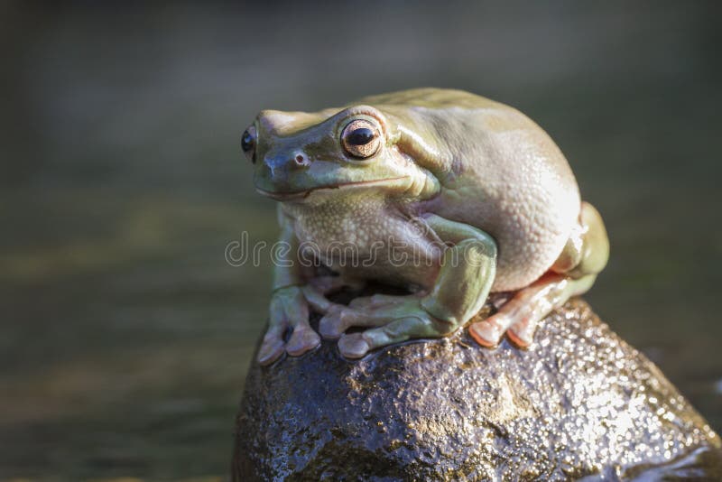 Dumpy Tree Frog or White S Tree Frog on the Wildlife Stock Photo ...