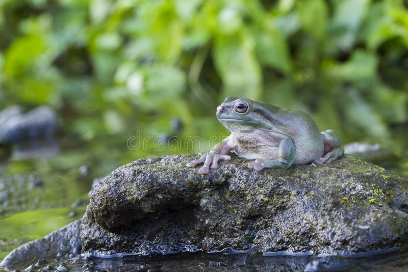 Dumpy Tree Frog or White S Tree Frog on the Wildlife Stock Image ...