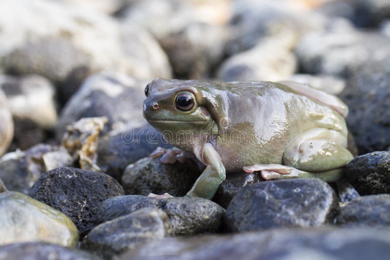 Dumpy Tree Frog or White S Tree Frog on the Wildlife Stock Photo ...