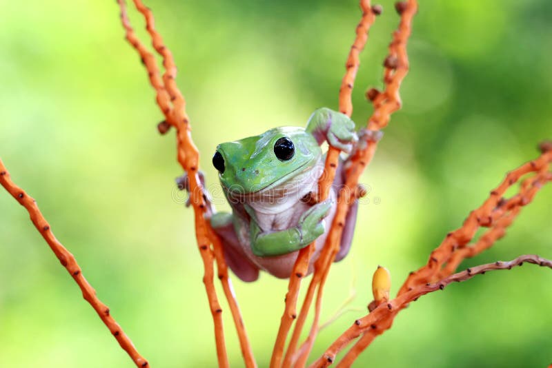 Dumpy White Tree Frog stock photo. Image of tree, wallpaper - 65644884